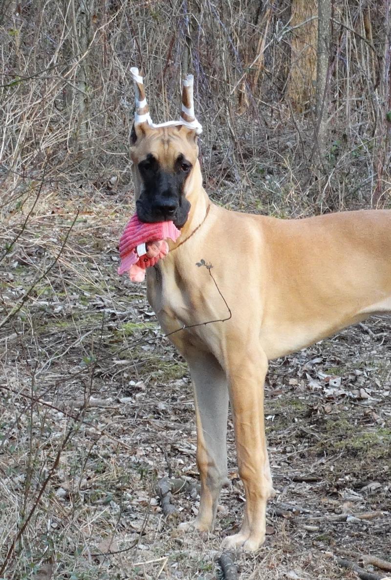 Hardy KMA Great Danes & CH Custom Design Cool Coats - Home